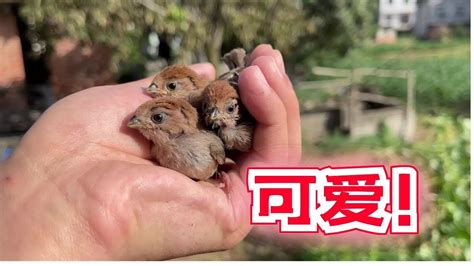 蒙面鸟哥｜救助它们的过程很艰辛，但是看着它们可爱的样子，感觉值了 Youtube