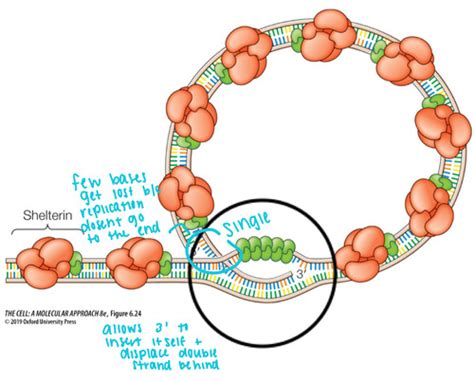 Chapter 6 Flashcards Quizlet