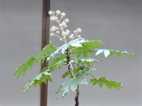 路傍の草樹花ヤツデ 八つ手 の蕾 kagawa1000seeのブログ