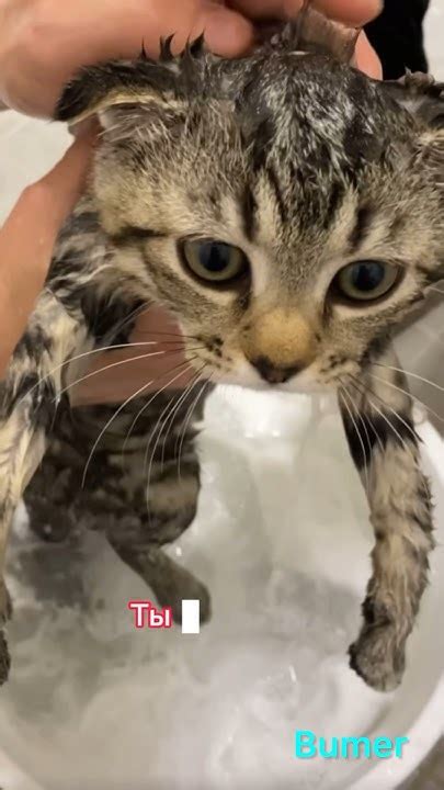 На какашку наступил Youtube