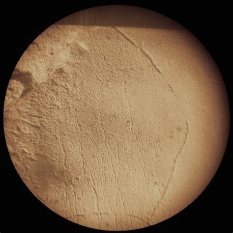 Smoothed Bothrodendron Stem Without The Leaf Scars Member Collections The Fossil Forum