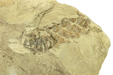 6 4 Pennsylvanian Fossil Seed Fern Alethopteris With Fossil Cone 264891 For Sale