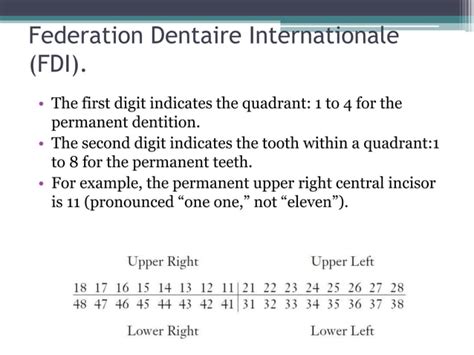 Tooth Numbering System Pptx Dental Health Diseases And Conditions