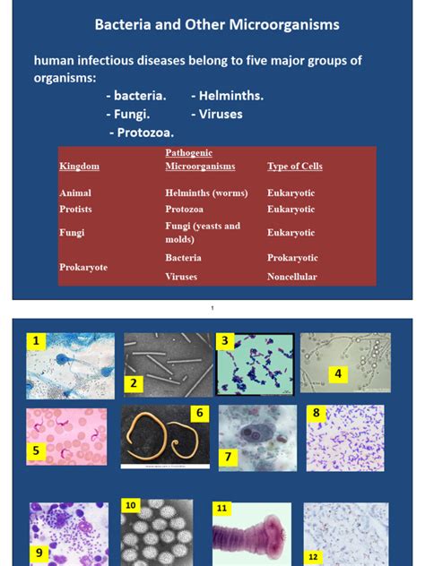Medical Microbiology Slides Use This 3 Pdf Bacteria Cell Biology