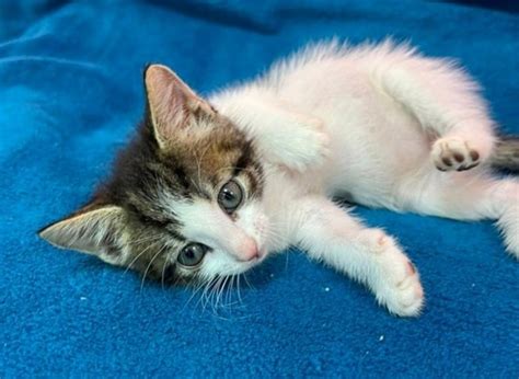 Ищем семьи малышам Маму кошку и её новорождённых малышей вынесли подальше от людских глаз в