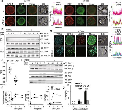 HPD HPD L Binding Induces The Recruitment Of SHP To The HPD Download Scientific Diagram