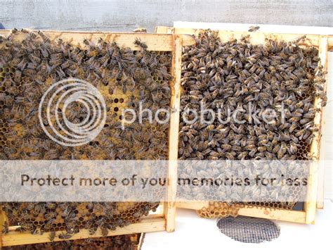 Mini Mating Nuc Beesource Beekeeping Forums