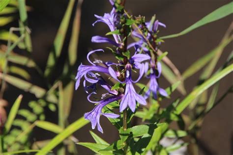 沢桔梗 街の花便り