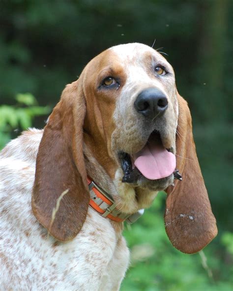 Talbot Hound