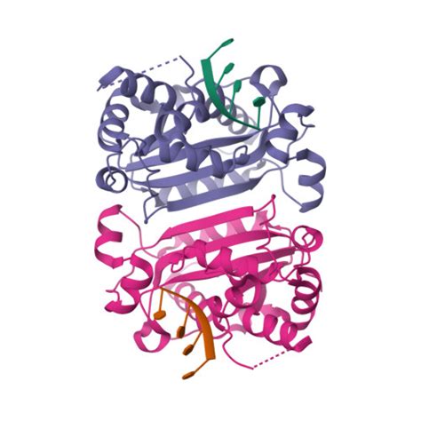 Rcsb Pdb 2o4i Structure Of Trex1 In Complex With Dna