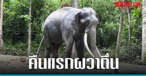 คืนแรก พลายศักดิ์สุรินทร์ ยังติดนิสัยจากศรีลังกา คมชัดลึก