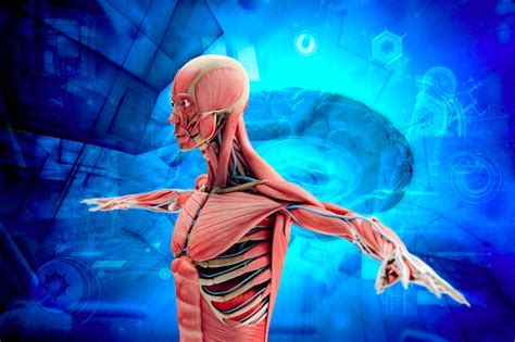 3차원 남자 Render 해부학 보여주는 해골 와 근육질 시스템 프리미엄 사진