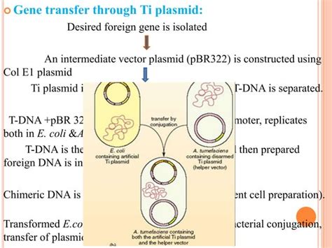 Vector Mediated Gene Transfer Methods For Transgenesis In Plants