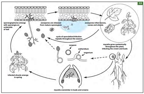 Powdery Mildew Life Cycle At Humberto Watts Blog