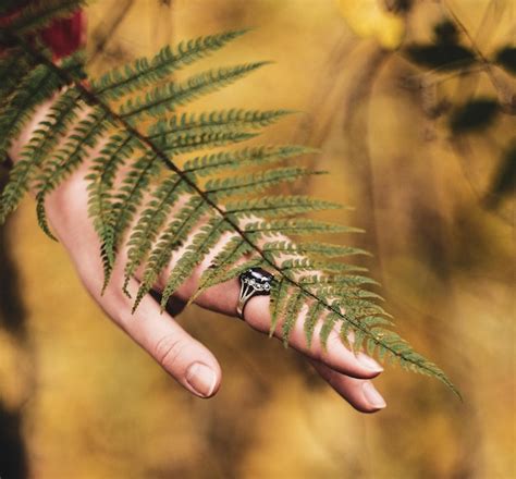 Premium Photo Close Up Of Hand Holding Leaves