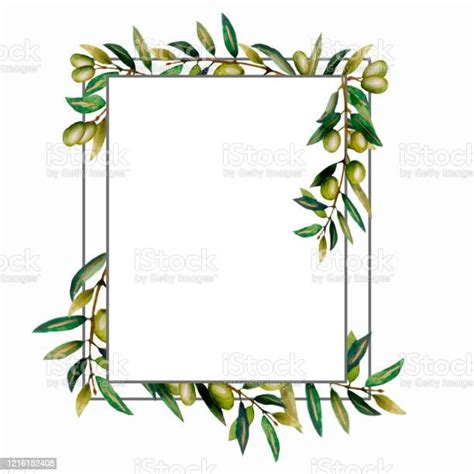 수채화 일러스트레이션입니다 올리브 가지의 사각형 프레임입니다 흰색 배경에 격리된 개체입니다 섬유 직물 벽지 인쇄 0명에 대한