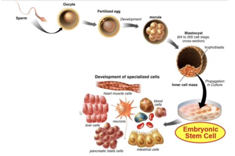 Regeneration Lecture 3 Flashcards Quizlet