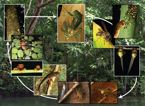 Red Eyed Tree Frog Life Cycle