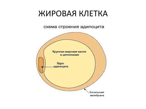 Цитология и гистология Схема плоскостей в теле человека презентация онлайн