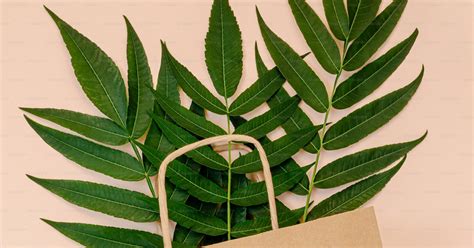 분홍색 배경에 녹색 잎이 있는 공예 종이 봉지 모형 폐기물 제로 개념 사진 Unsplash의 일회용 이미지