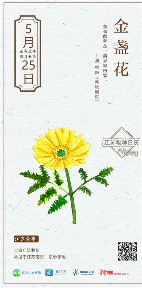 江苏物种日历金盏花黄菊散芳丛清泉凝白雪 中国江苏网