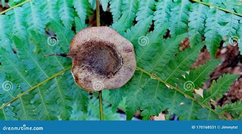 Fruit Of Angsana Tree Stock Image Image Of Bukit Plant 170168531