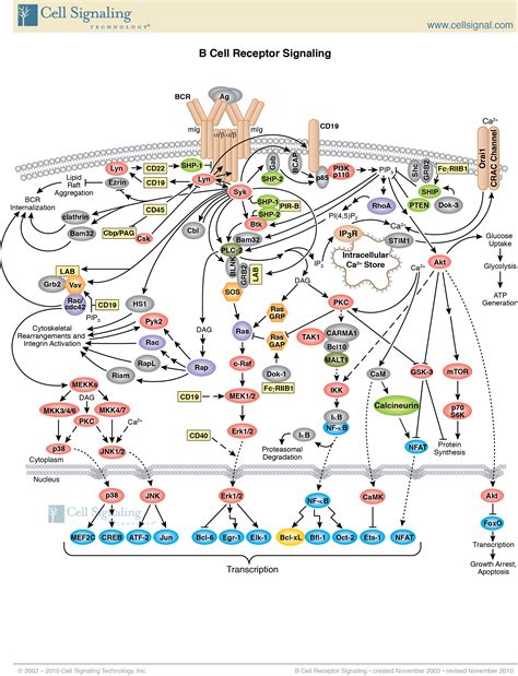 Cstジャパン B細胞受容体 シグナル伝達 B Cell Receptor Signaling B細胞 生化学 教育