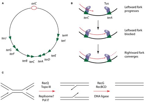 Origin Of Replication E Coli