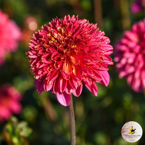 Dahlia Alyshia Bloemenpark Appeltern