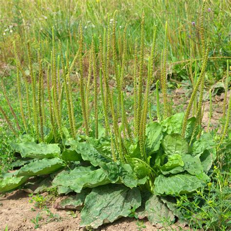 Broadleaf Plantain