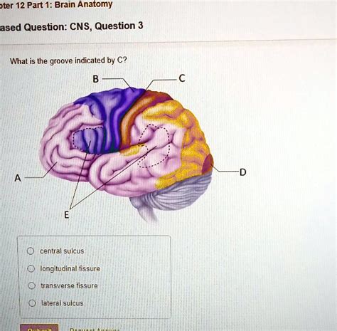 Solved Texts Chapter 12 Part 1 Brain Anatomy Based Question Cns Question 3 What Is The