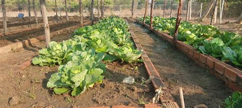 កងទ័ កងទ័ពជើងគោកនៃកងយោធពលខេមរភូមិន្ទ Royal Cambodian Army