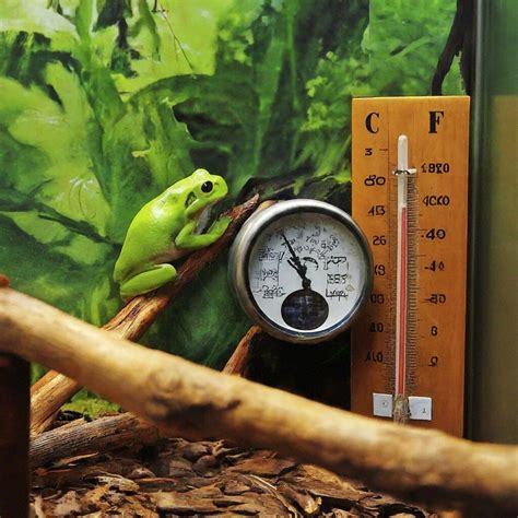 Essential Dumpy Or White Tree Frog Care Guide