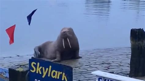 Thor La Morsa Que Obligó A Un A Pueblo A Suspender Los Fuegos Artificiales Infobae