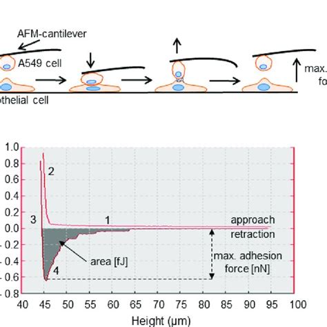 Illustration Of Adhesion Force Measurements Using Single Cell Force Download Scientific Diagram
