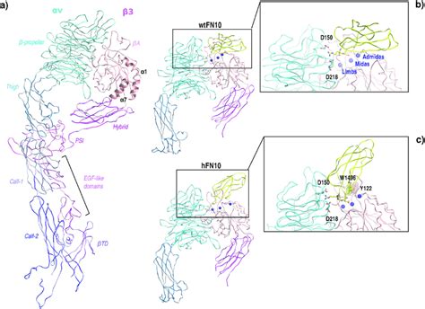3d Structure Of Integrin αvβ3 And αvβ3 Fn10 Complexes A Full Length Download Scientific