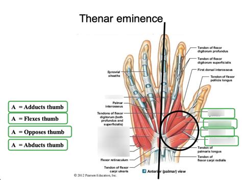 Thenar Eminence Diagram Quizlet