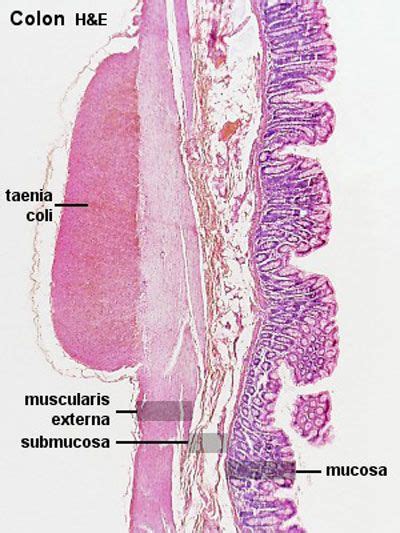 Histology And Function Medicine Gi Module With Various Esophagus