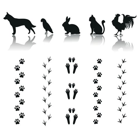 Следы диких животных картинки 55 фото