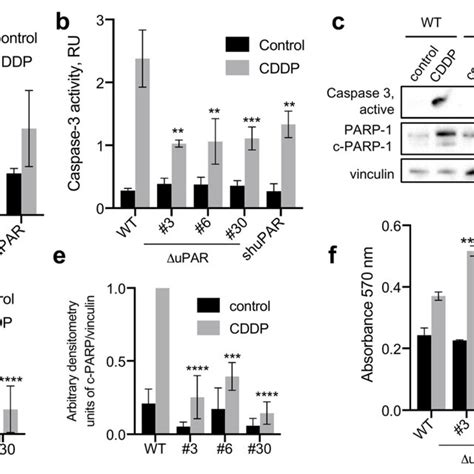 Upar Downregulation Leads To Dormant Phenotype Of Neuro2a Cells A Download Scientific