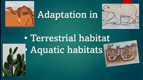 Adaptation Of Plants And Animals In Aquatic Habitat At Joshua Frank Blog
