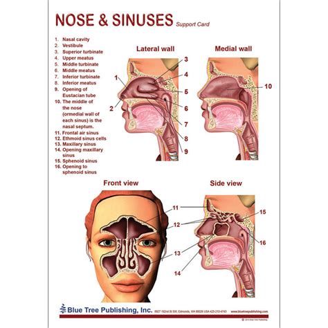 Sinuses Diagram