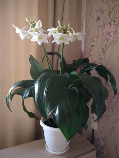Комнатные цветы с широкими листьями 66 фото