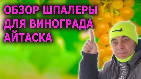 Виноград Айтаска в неукрывной форме на шпалере зимой Неукрывные сорта винограда в Московской
