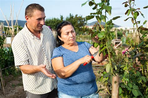 남자와 여자는 정원에서 꽃을 함께 돌보고 있습니다가지 치기로 장미 줄기를 자릅니다 2명에 대한 스톡 사진 및 기타 이미지 2명 55 59세 60 64세 Istock