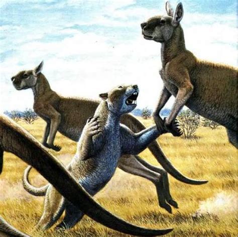 Procoptodon On Tumblr