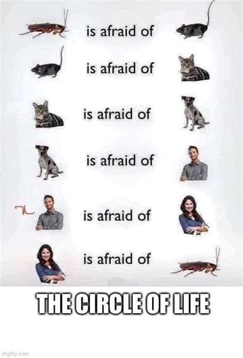 Circle Of Life Imgflip