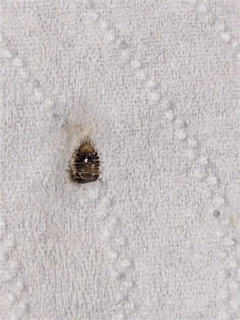 Help With Bug Identification R Whatsthisbug