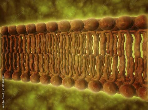 Microscopic View Of Phospholipids Phospholipids Are A Major Component