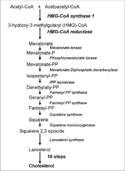 Localization Of Hmg Coa Synthase 1 And Hmg Coa Reductase In The